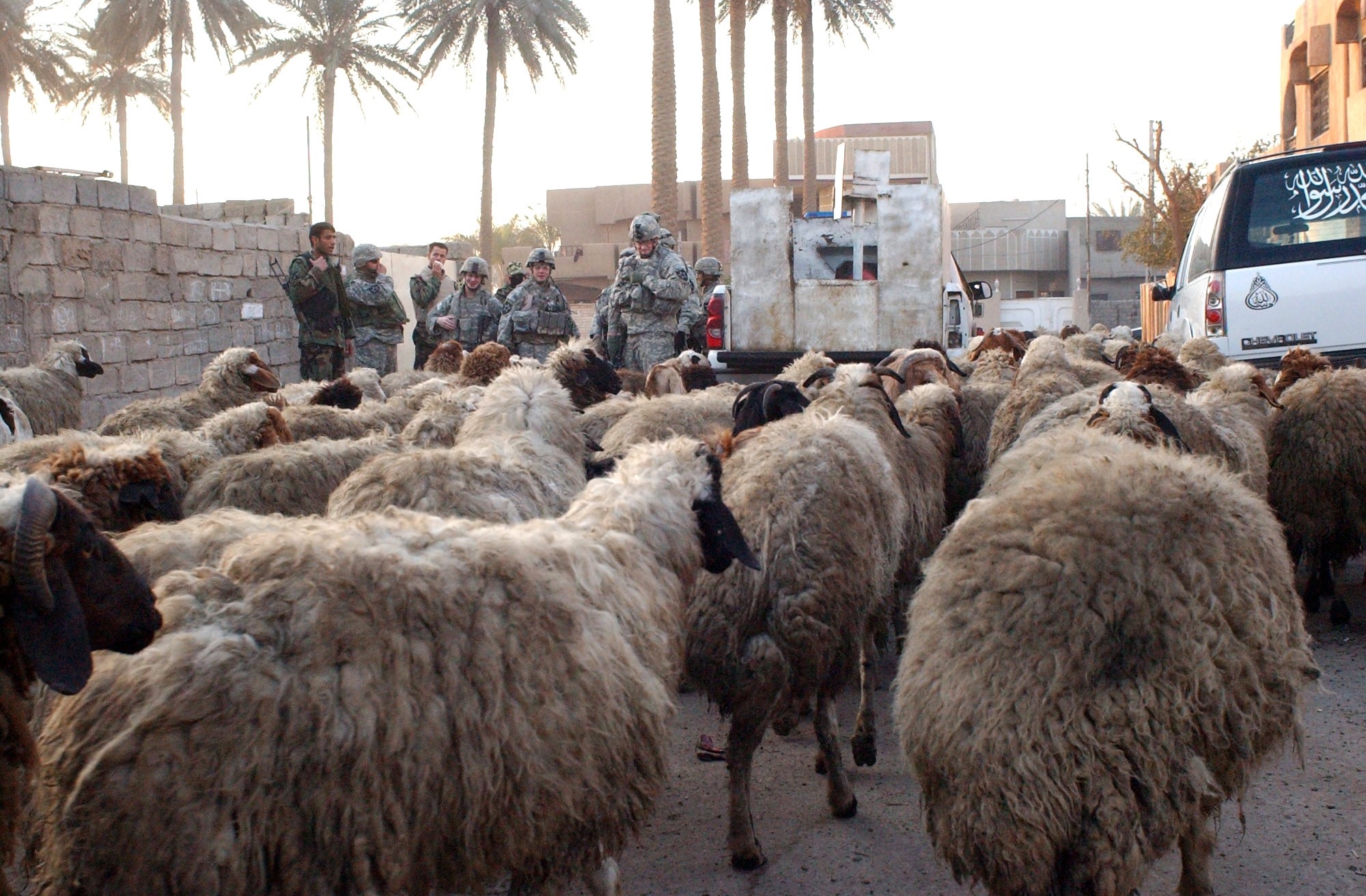 Sheep Surge | Article | The United States Army