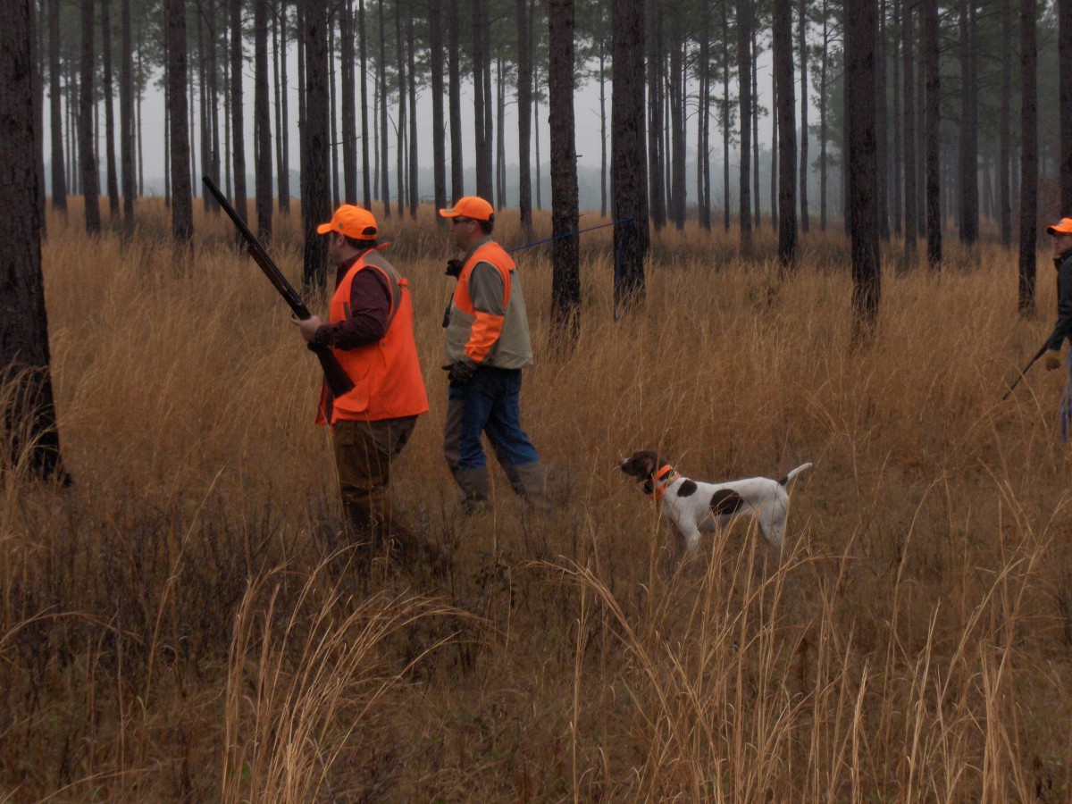 Purple Heart vets bag quail, local appreciation | Article | The United ...