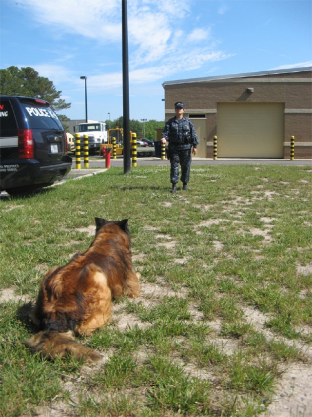Military working dogs rest in good hands | Article | The United States Army