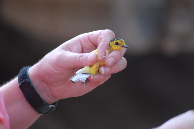 Program puts post birds on the map | Article | The United States Army Program puts post birds on the map | Article | The United States Army