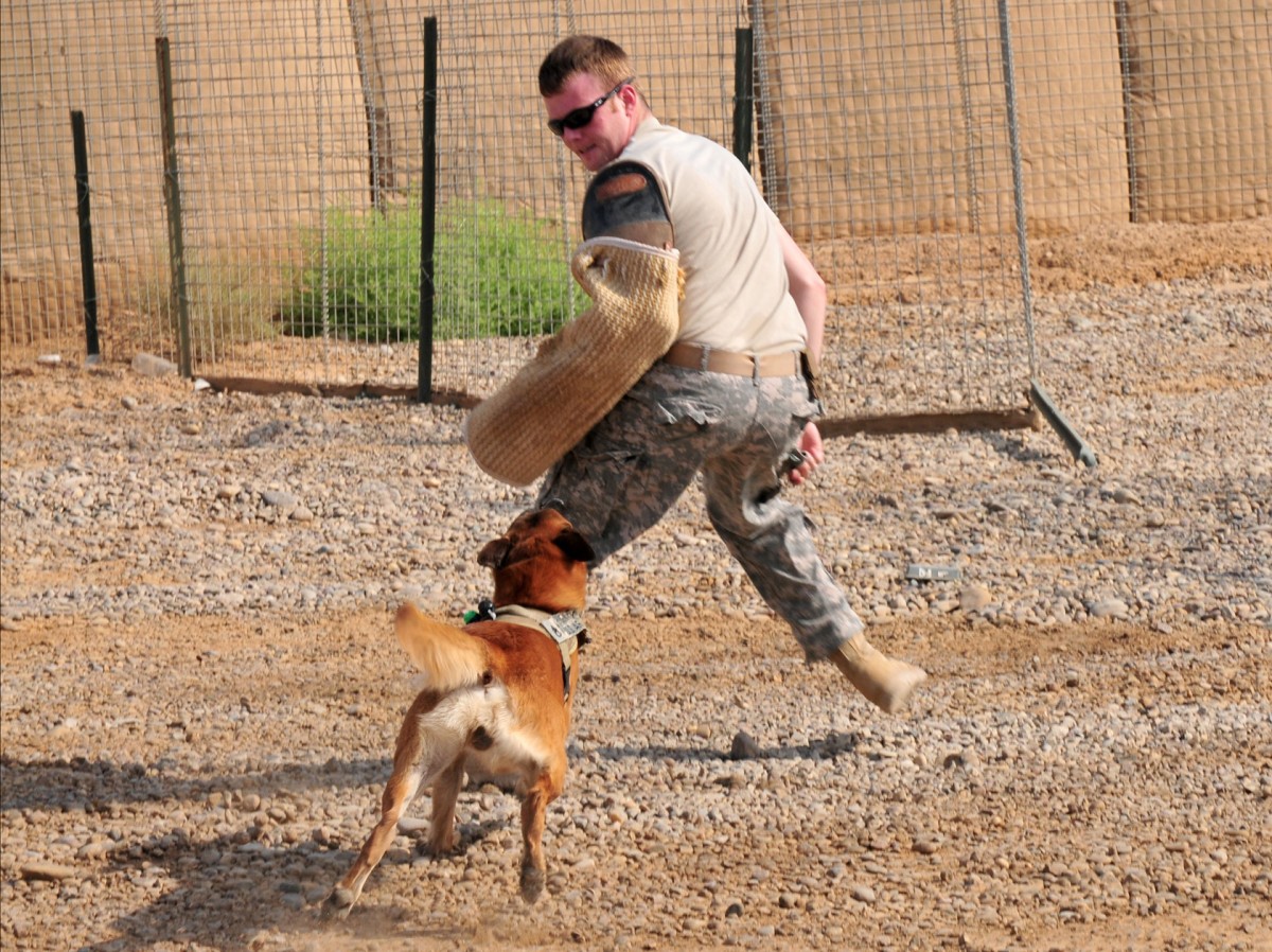 Military working dogs train for the mission | Article | The United ...