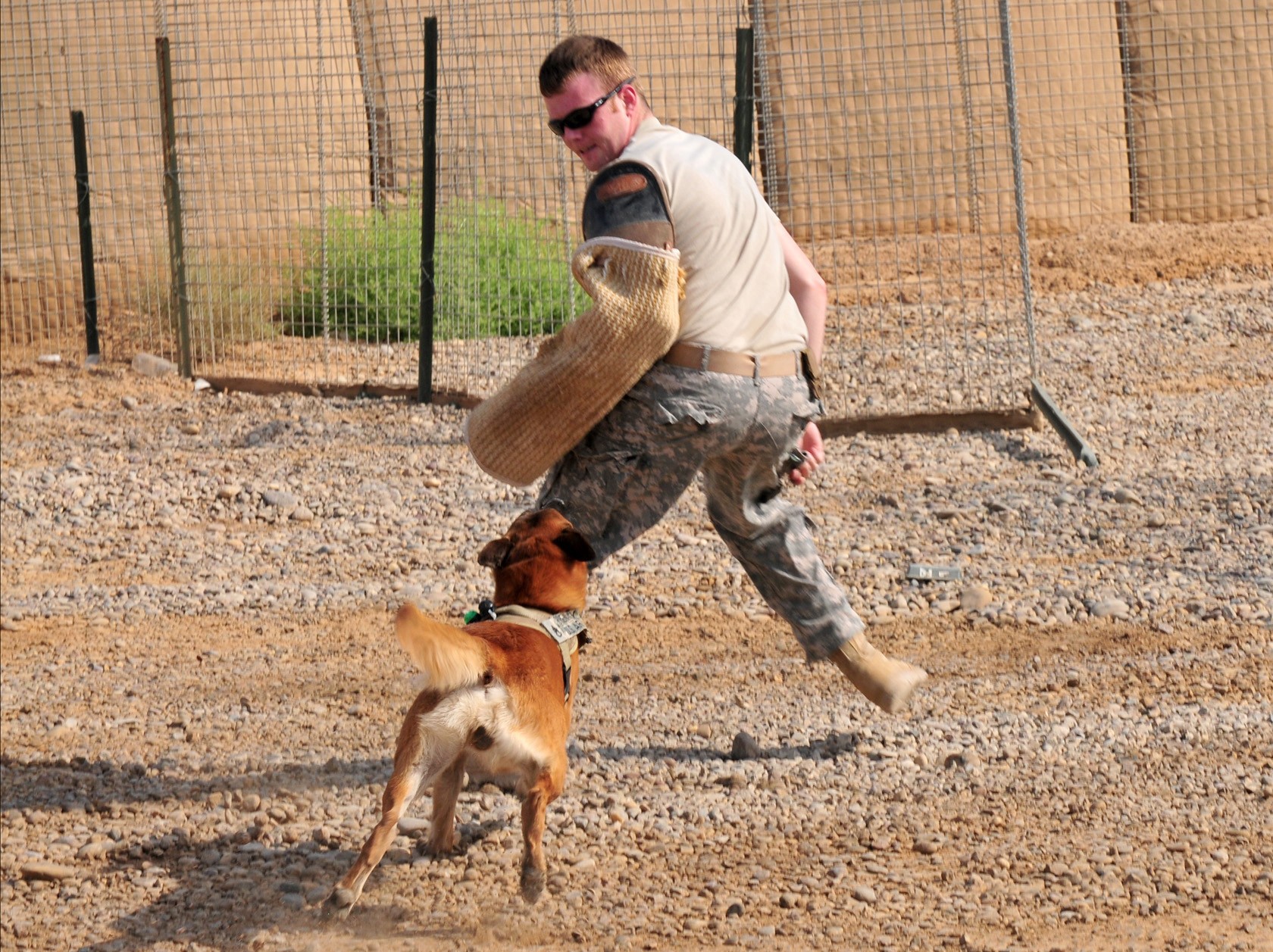 Military working dogs train for the mission | Article | The United ...