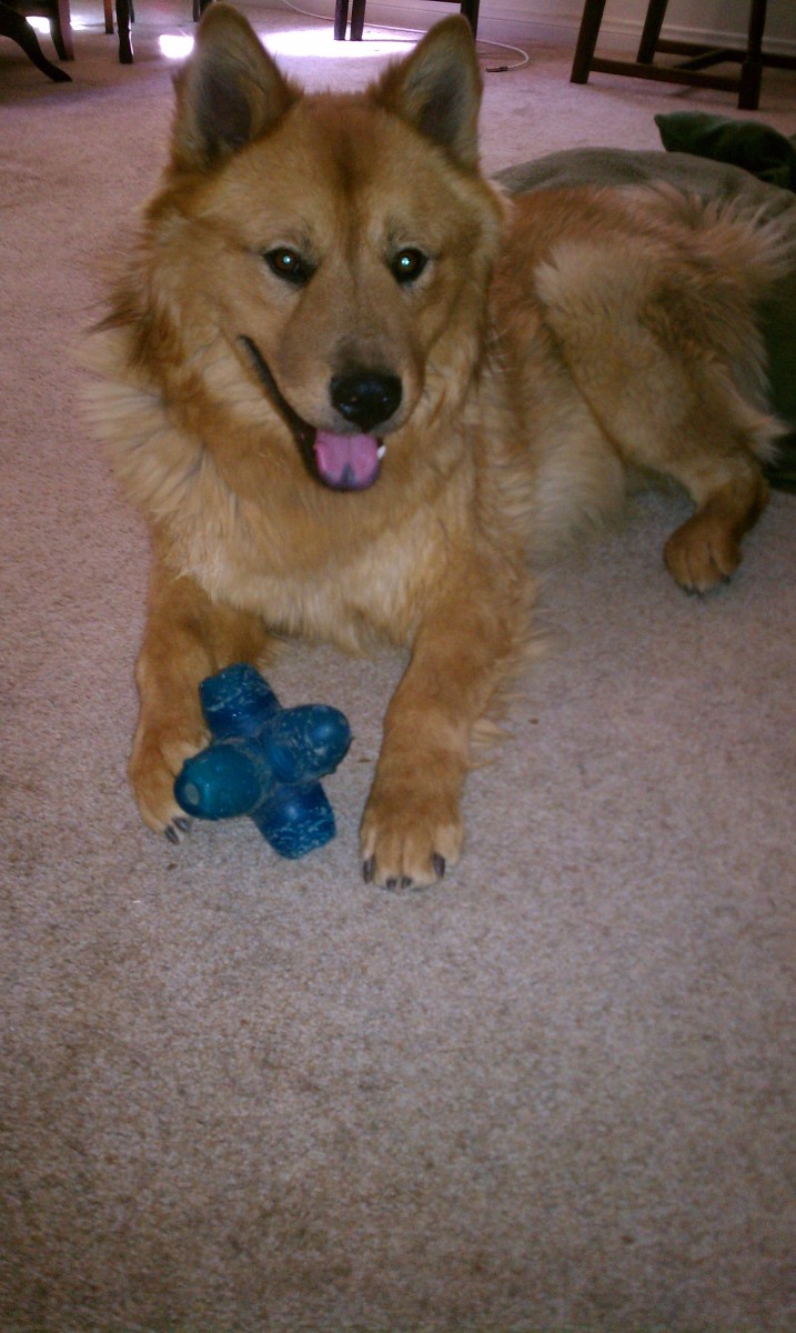 Fort Irwin rallies to save abandoned dog | Article | The United States Army