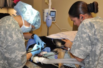 Animal care specialists learn critical skills in support of Veterinary ...