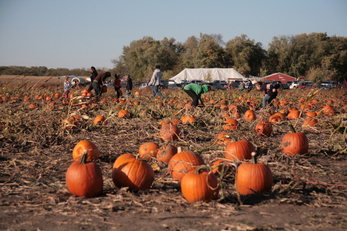 FRG Fall Festival features pumpkin pickin' | Article | The United ...