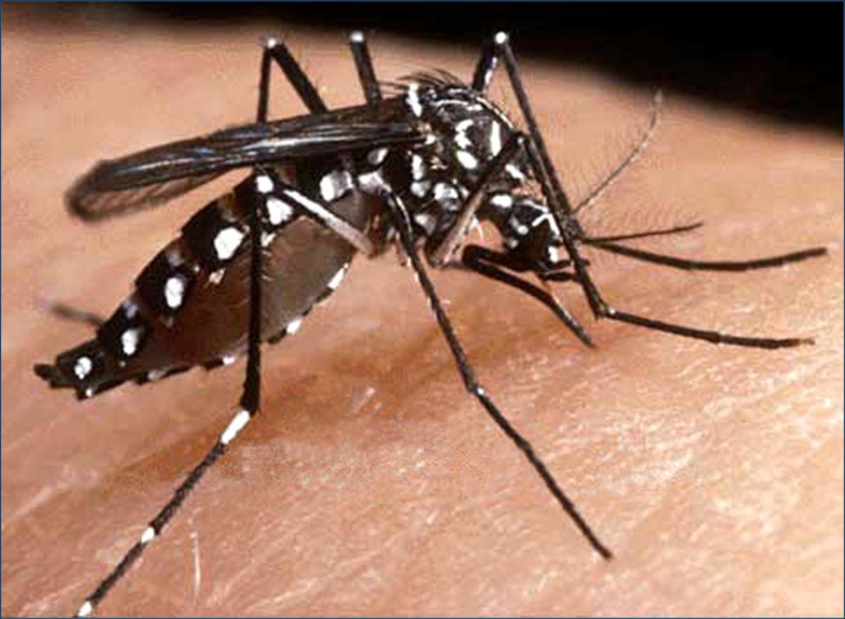 Pest control and personal protection key to avoiding dengue fever ...