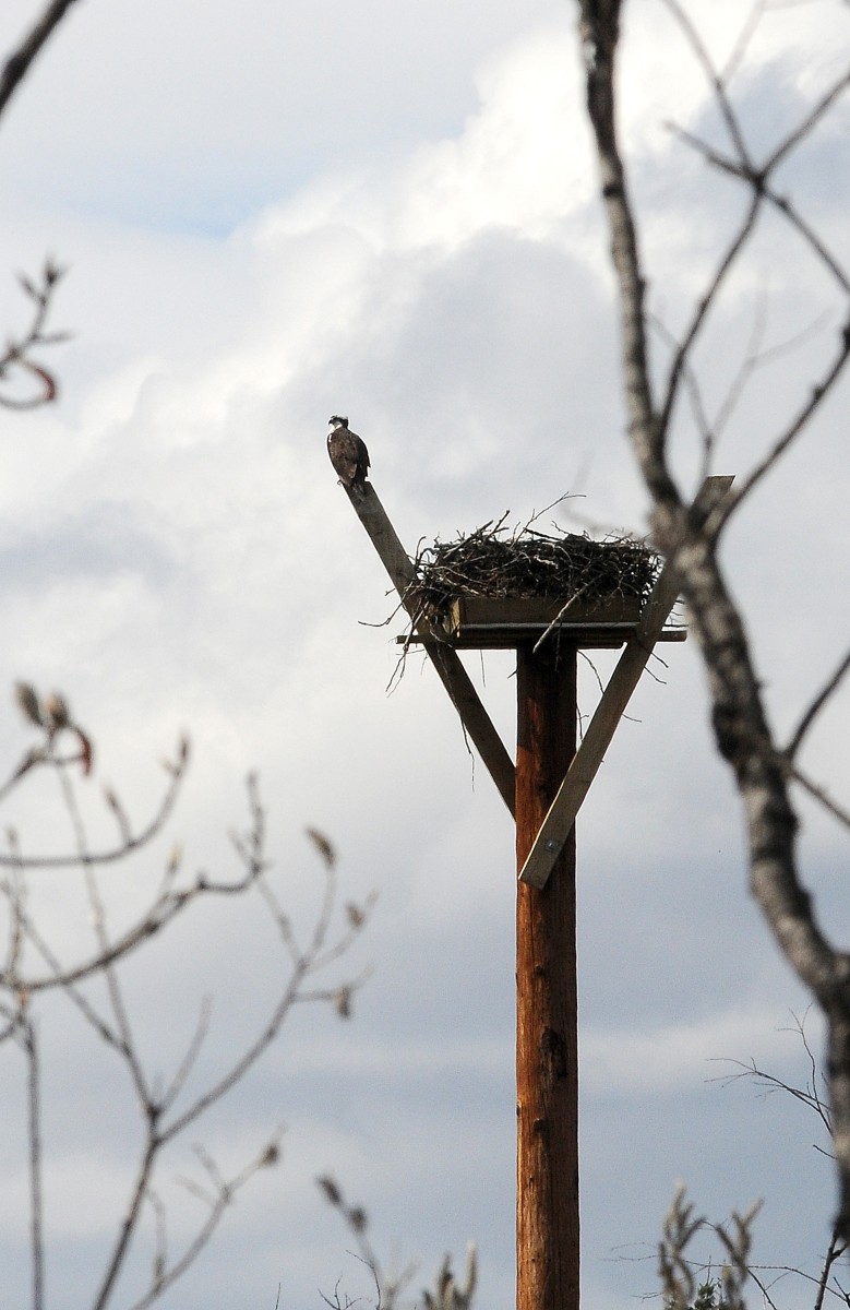 The birds are back | Article | The United States Army
