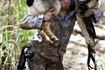 8th MP Brigade hosts 2012 Hawaiian Islands Working Dog Competition ...