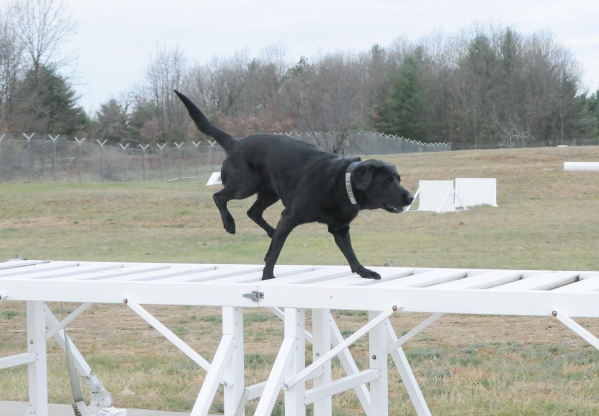 Dogs on duty: Military working dogs offer one-of-a-kind partnership ...