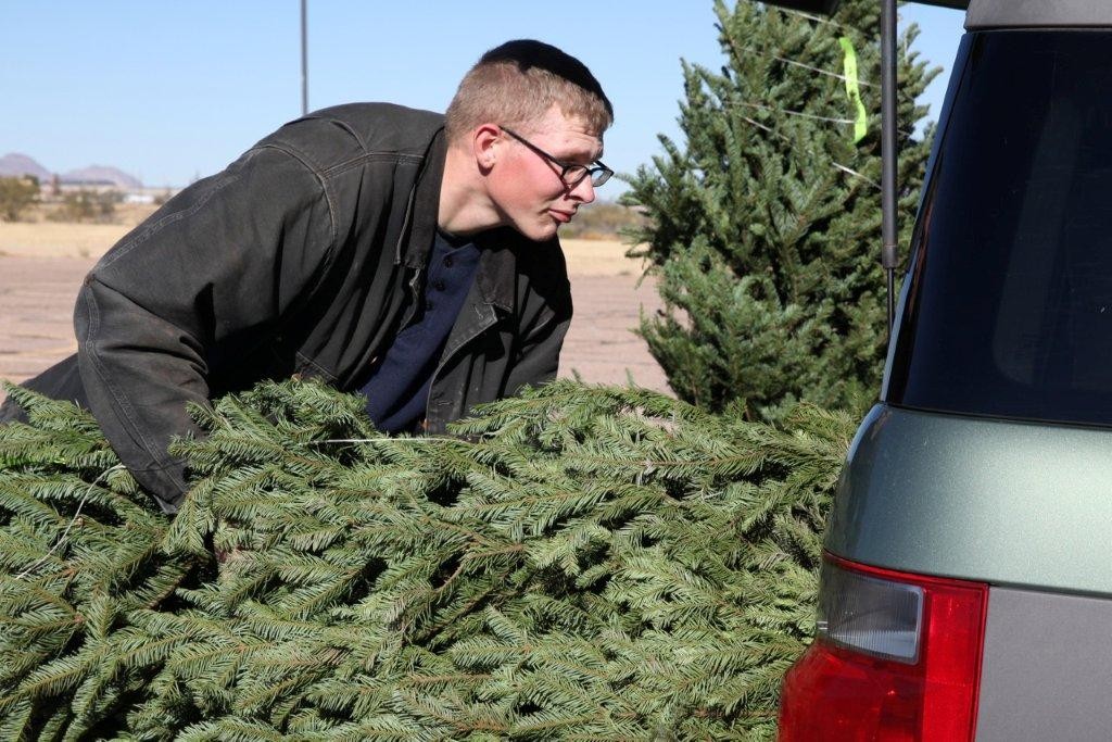 Free Trees | Article | The United States Army