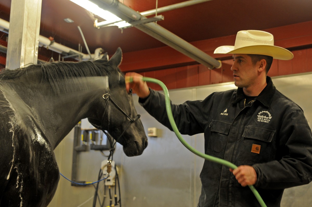 Old Guard Caisson platoon horses earn retirement | Article | The United ...