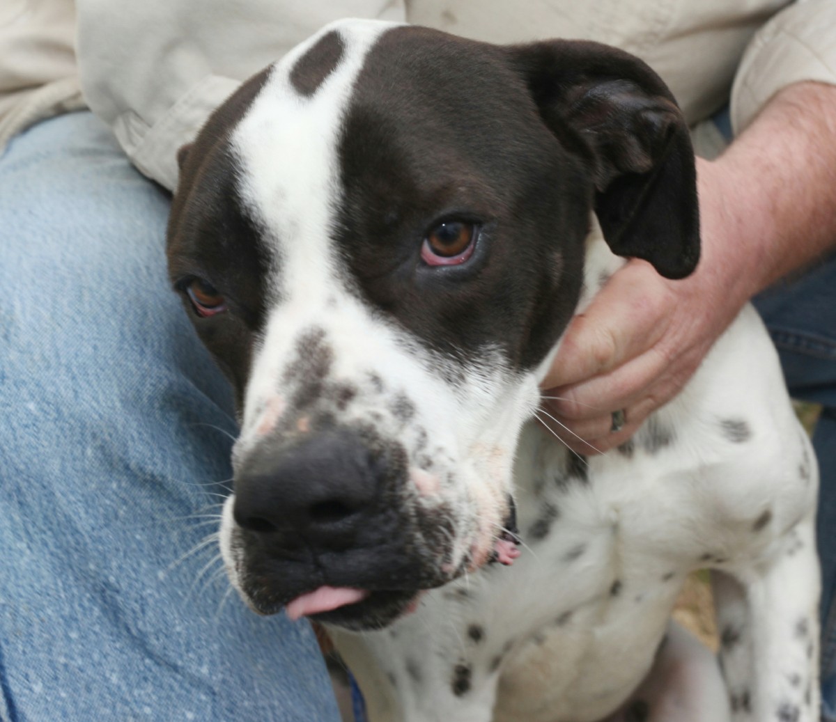 Pet of the week | Article | The United States Army