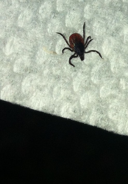 Beaware of ticks this spring, summer | Article | The United States Army
