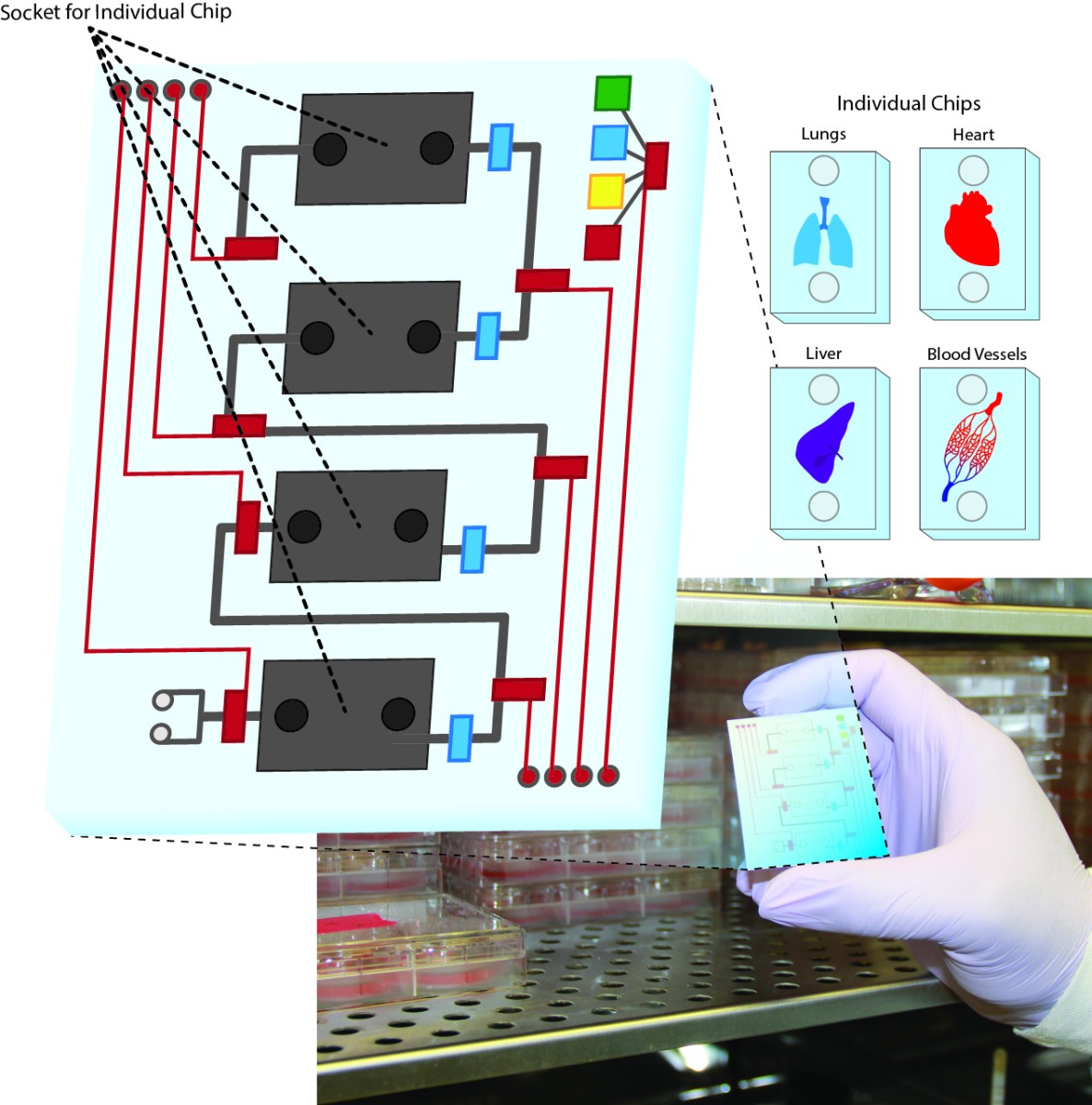 Army, academia develop human-on-a-chip technology | Article | The ...
