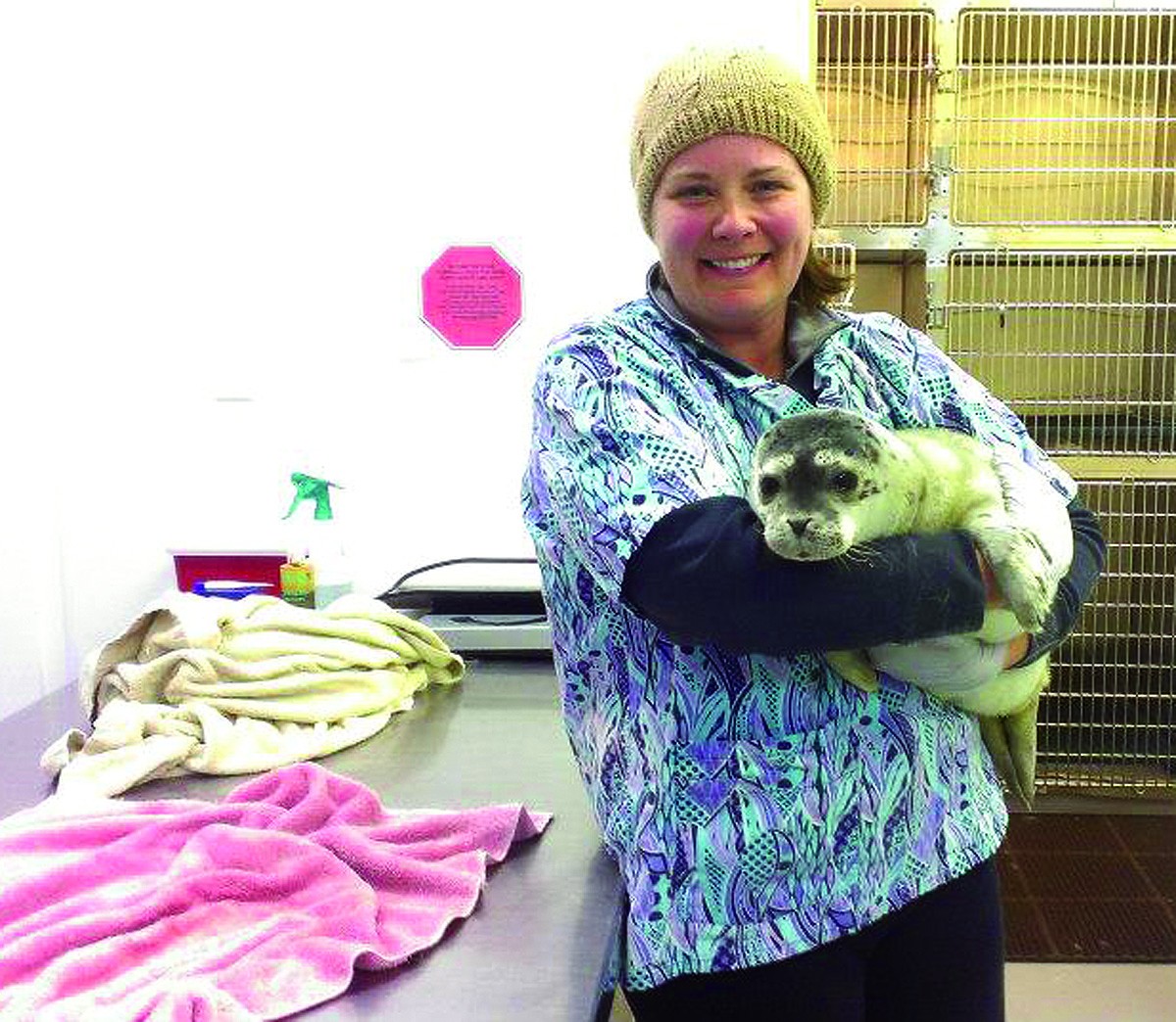 Recruiter's wife volunteer at Northcoast Marine Mammal Center | Article ...