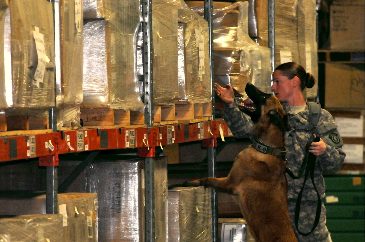 Military Working Dog teams prepare for certification for real world ...