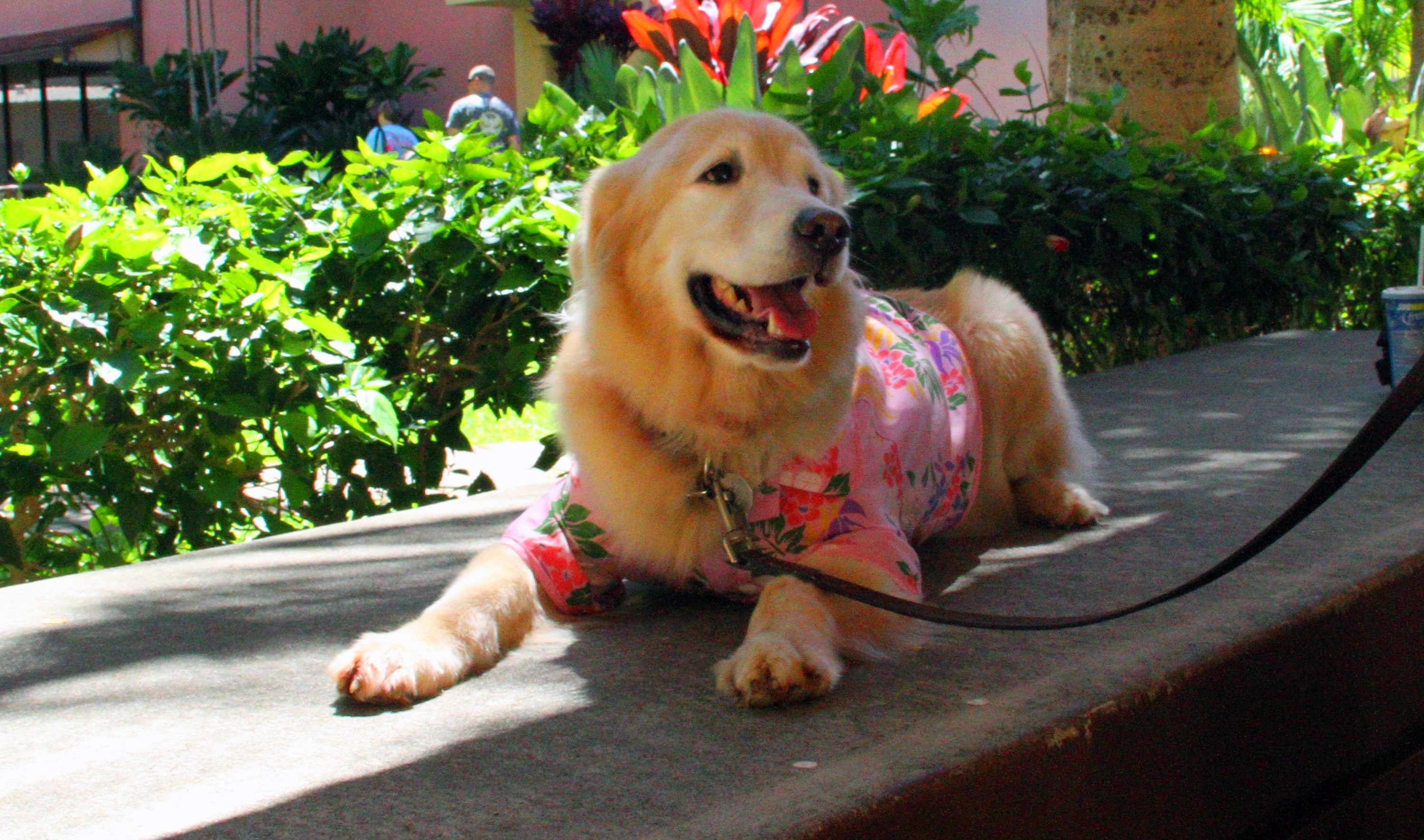 Tripler's Four Legged Friend Wins This Year's Hero of the Year Award ...