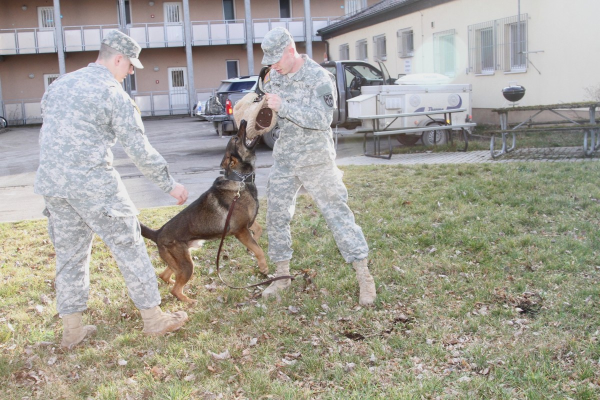 131st MP Detachment dog teams certify in record time | Article | The ...