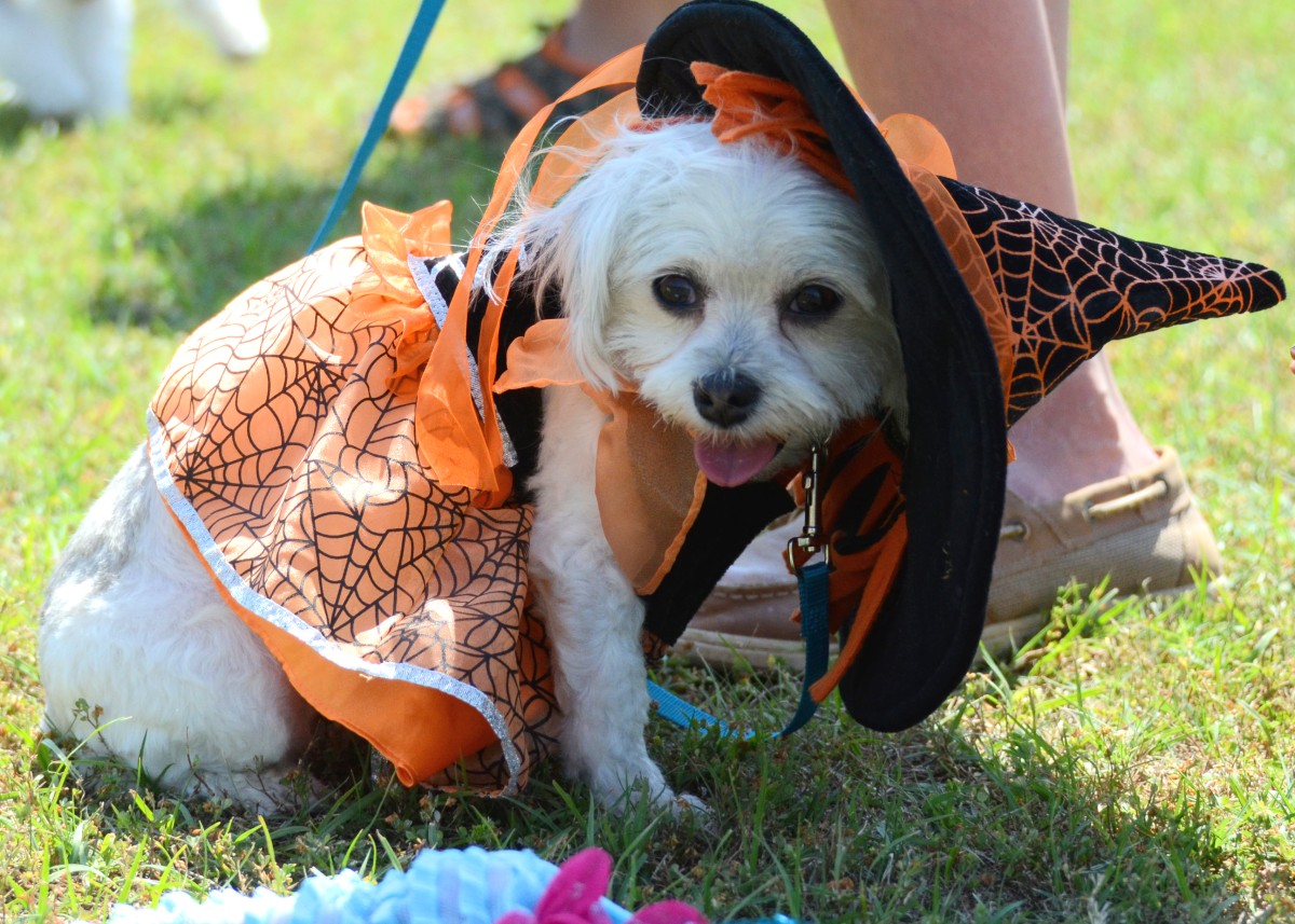 April Fool-Ish Dog Show set for Sunday | Article | The United States Army