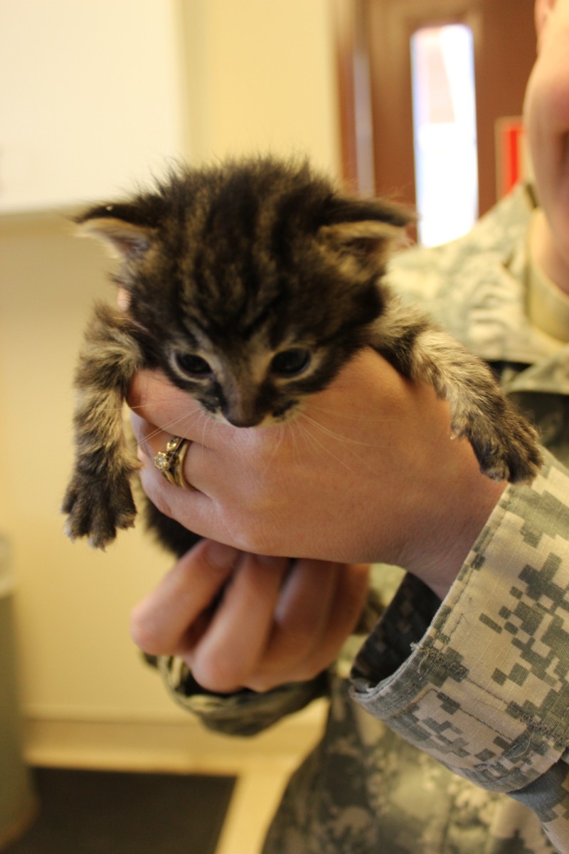 Post policy, New database helps pet owners comply | Article | The ...