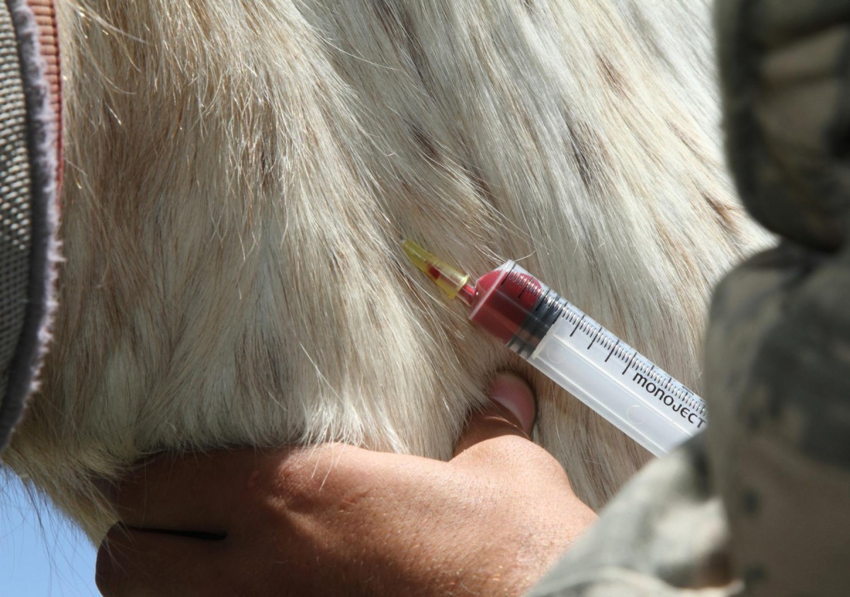 Drawing Lucy's blood | Article | The United States Army