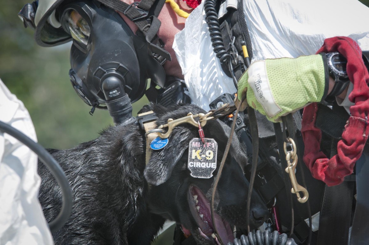 Ohio Task Force 1 Rescue Dogs conduct search and rescue at Vibrant ...
