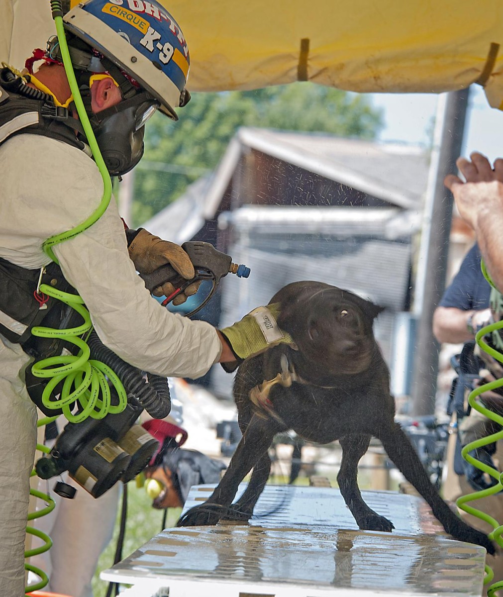 Rescue Dogs get decontaminated after conducting search and rescue at ...