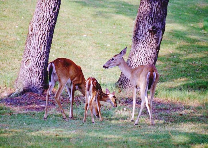 Wild about Fort Jackson -- post residents, employees share space with ...