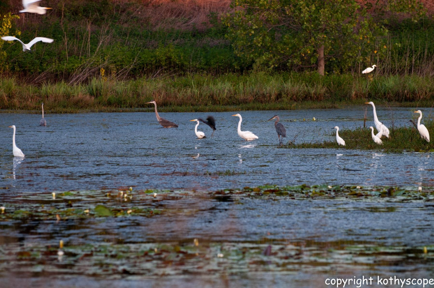 Corps of Engineers acts to protect new wildlife habitat in Dallas ...