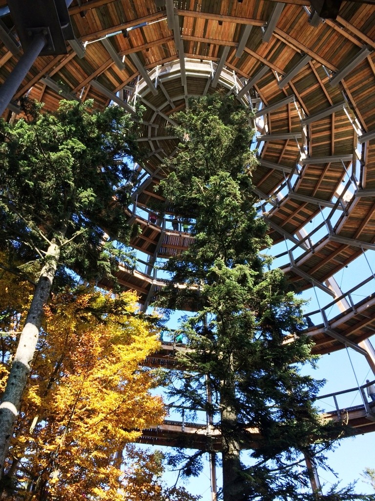 Scouts take to the trees to learn and earn | Article | The United ...