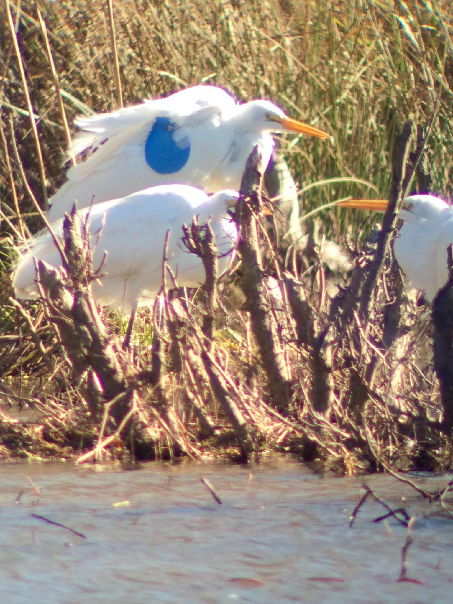 Fort Jackson bird sightings aid international research | Article | The ...