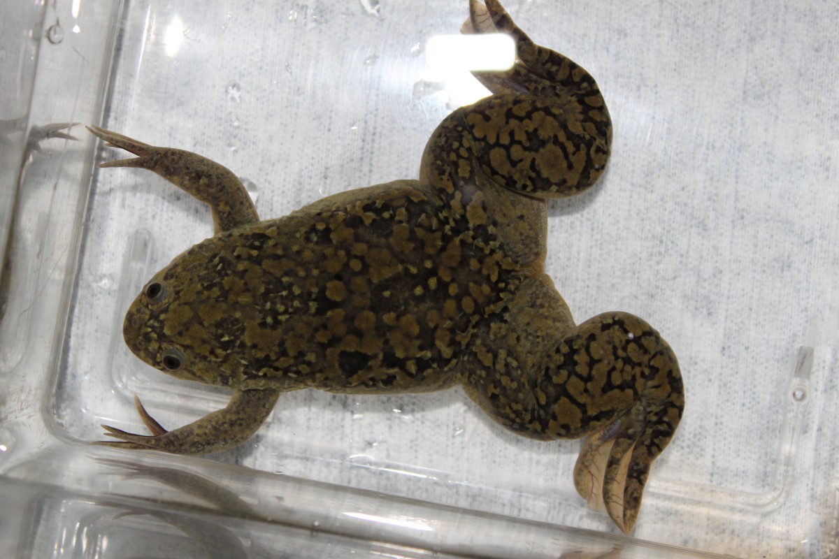 Frogs Returning in February | Article | The United States Army