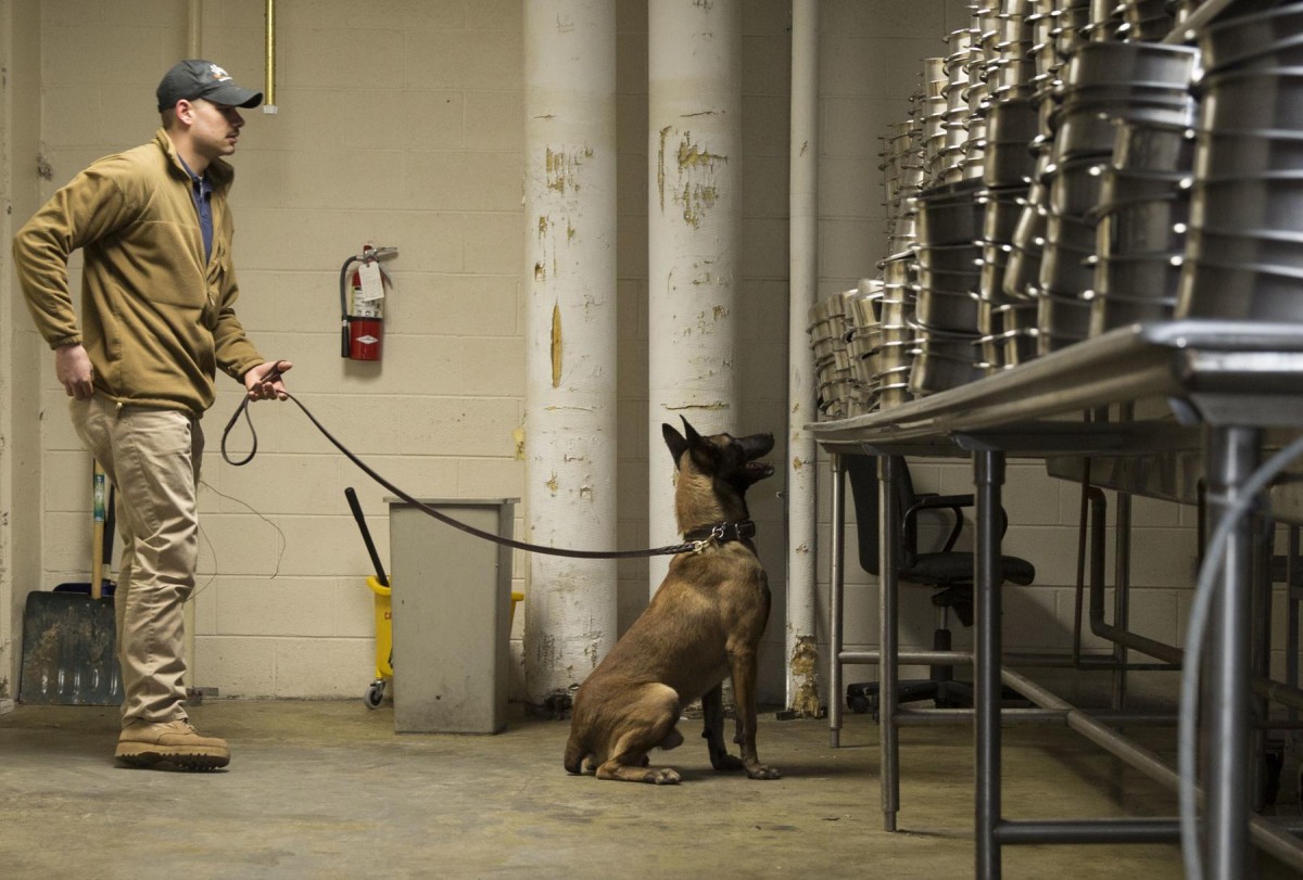 Military working dogs sniff out narcotics, explosives | Article | The ...