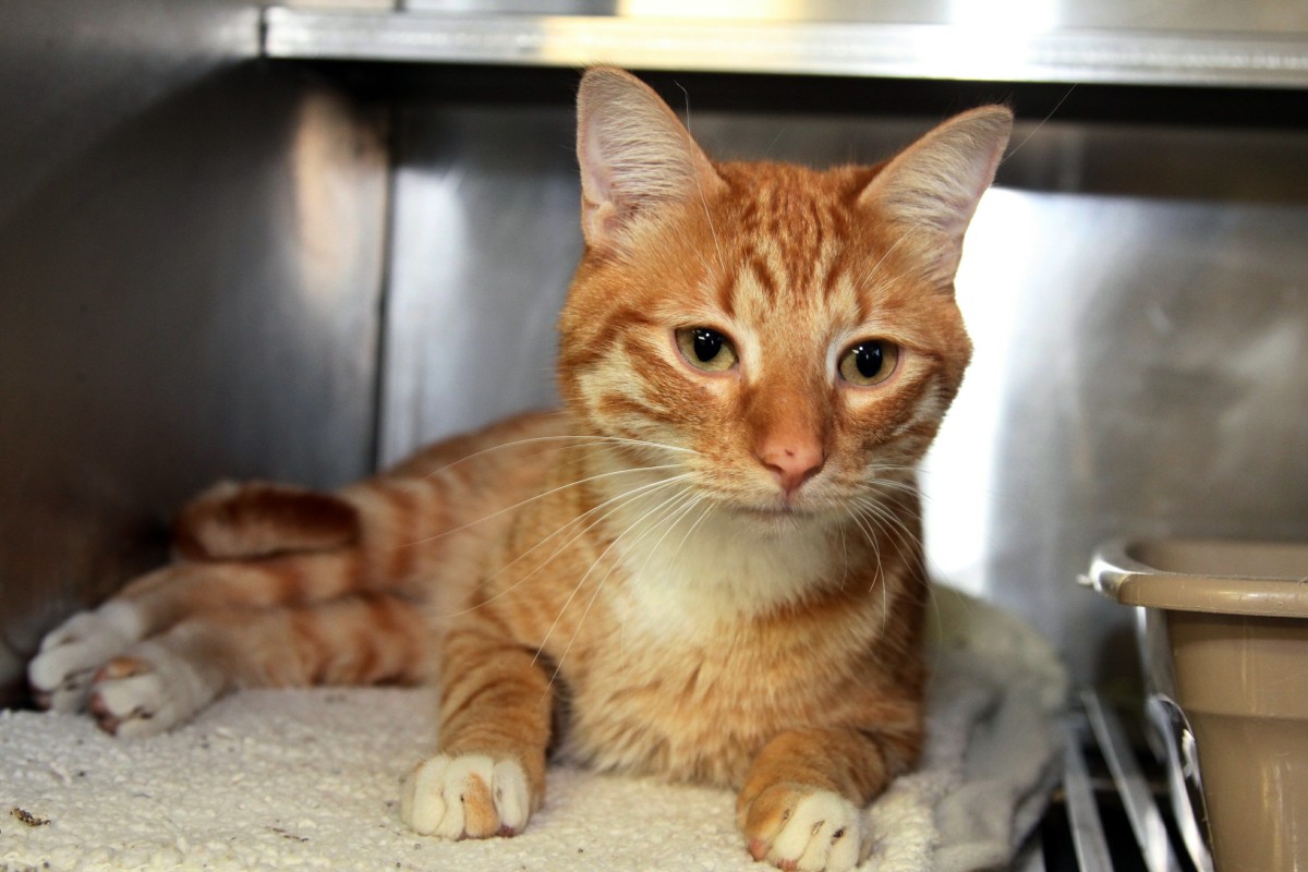 Sunshine kitty | Article | The United States Army