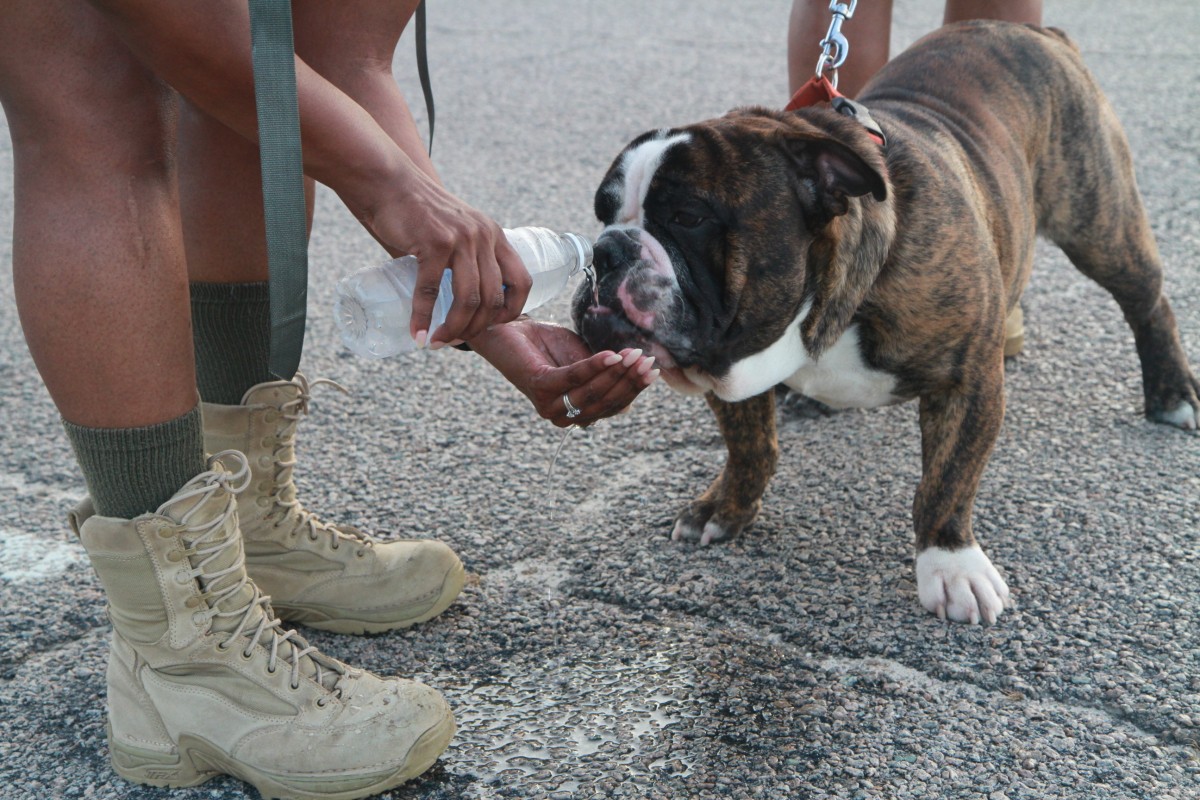 1st Sustainment Command (Theater) Soldiers, Families get in step ...
