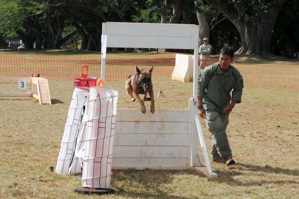 Working dog competition tests skills, builds camaraderie | Article ...