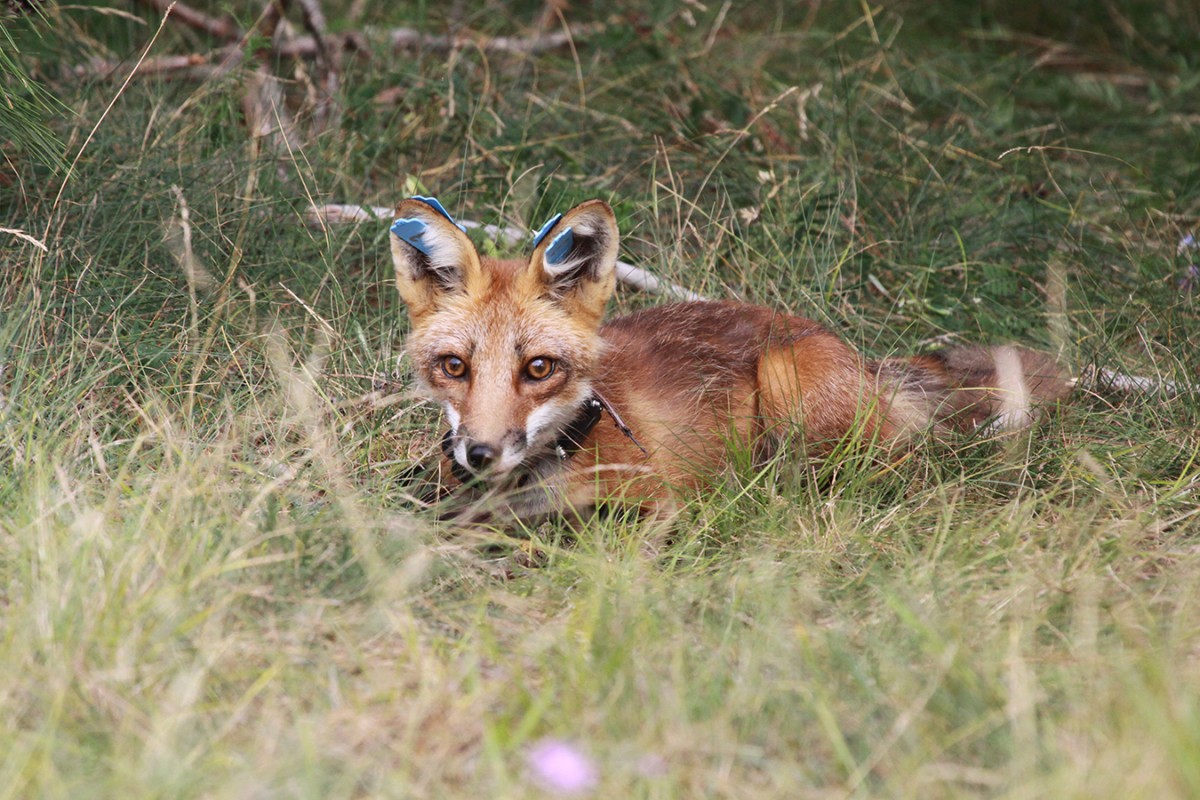 Fort Drum wildlife biology team conducts fox research study | Article ...