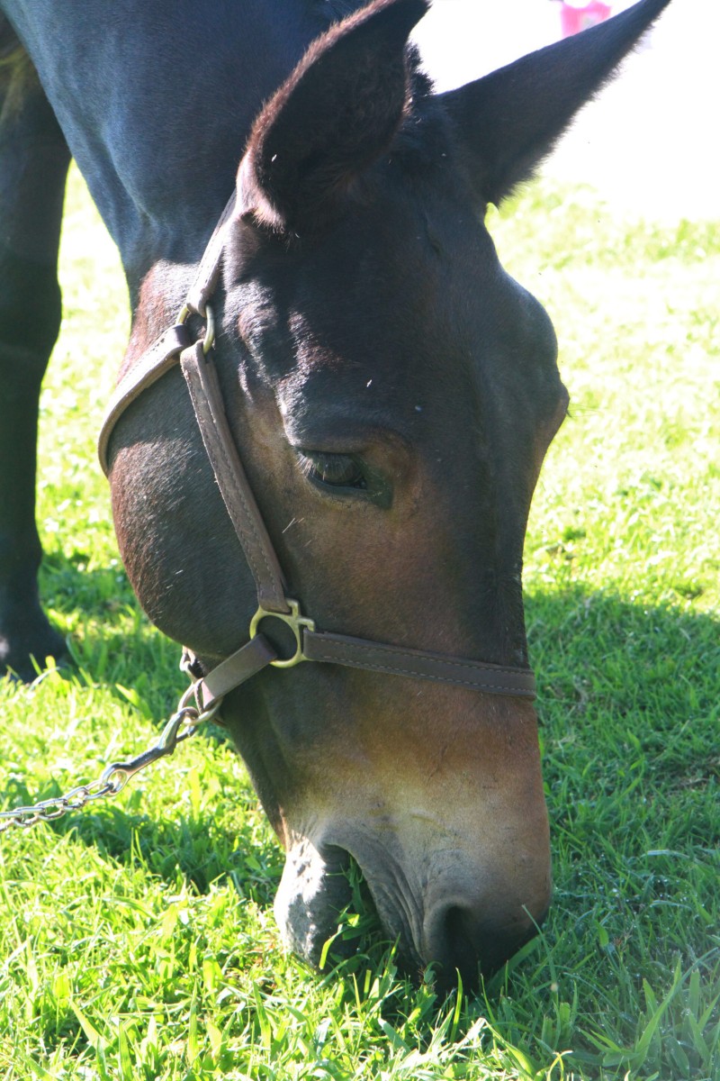 1st TSC mascot fit for People magazine, Army service | Article | The ...
