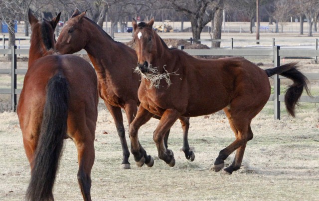 Fort Sill Artillery Half Section prepares for Tournament of Roses ...