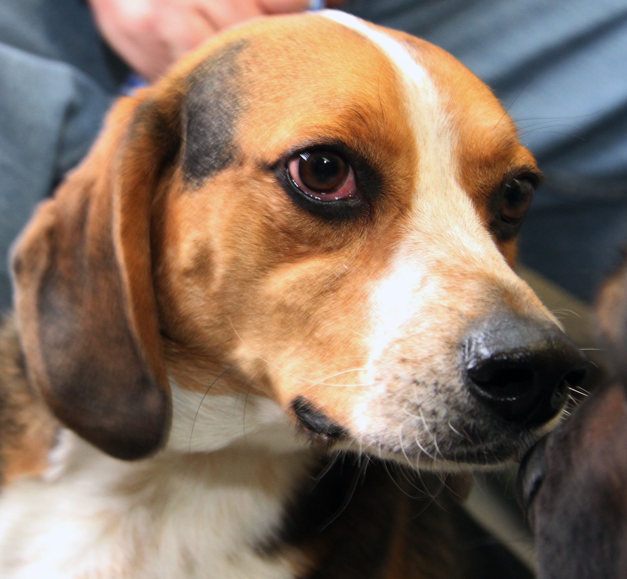 Pet of the week | Article | The United States Army