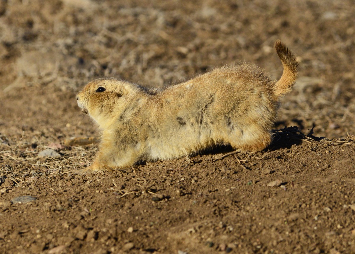 Okie 'groundhog' sees shadow, provides fun | Article | The United ...