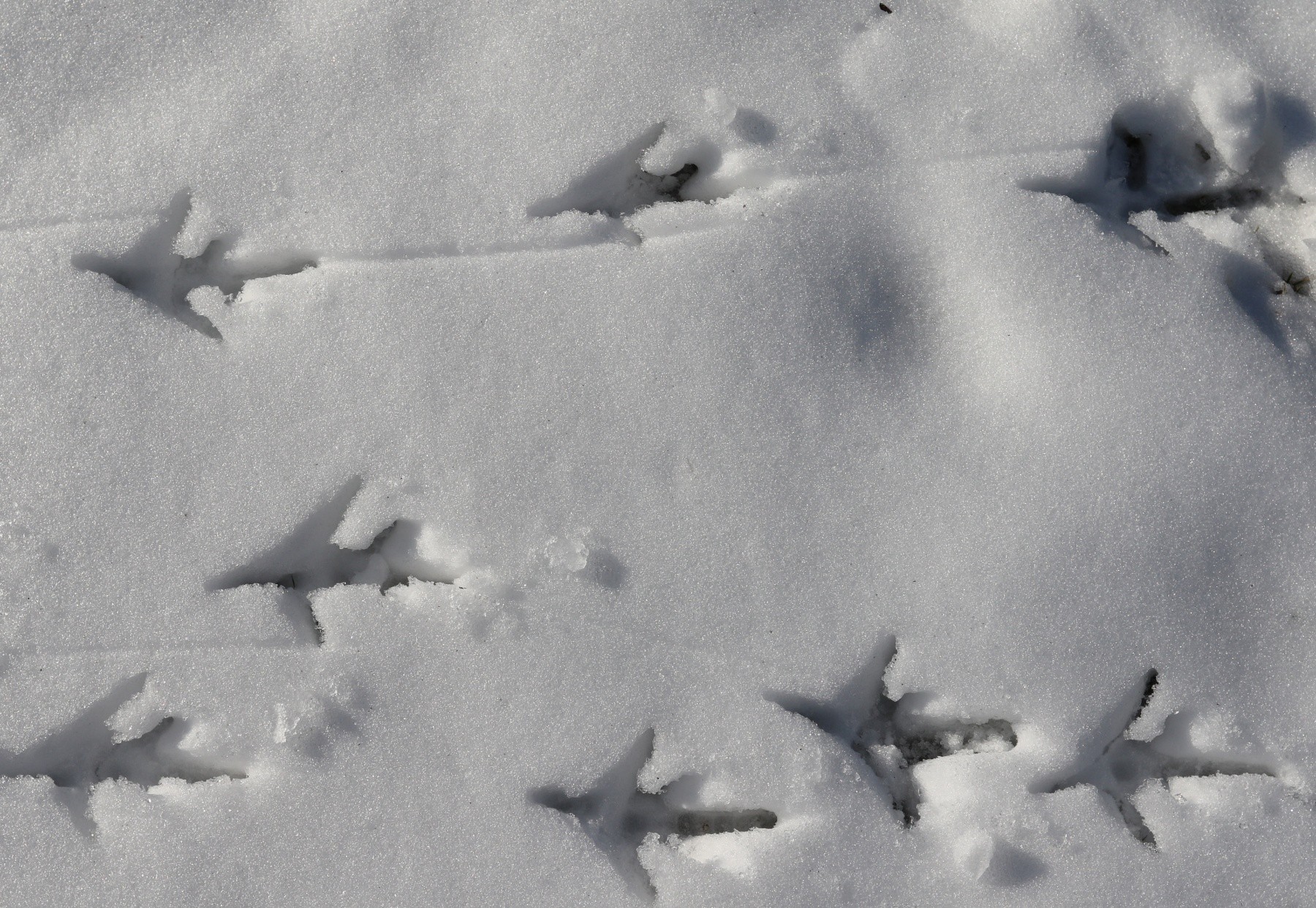 Turkey Ambush: NY National Guard teams up with state to track turkeys ...