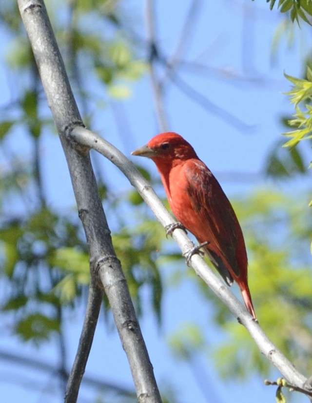 Earth Day is every day | Article | The United States Army