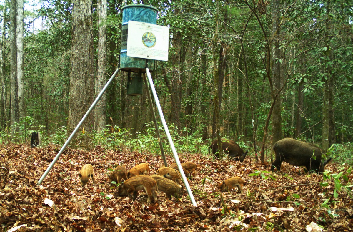 Off the charts: Feral hog population explosion creates problems ...