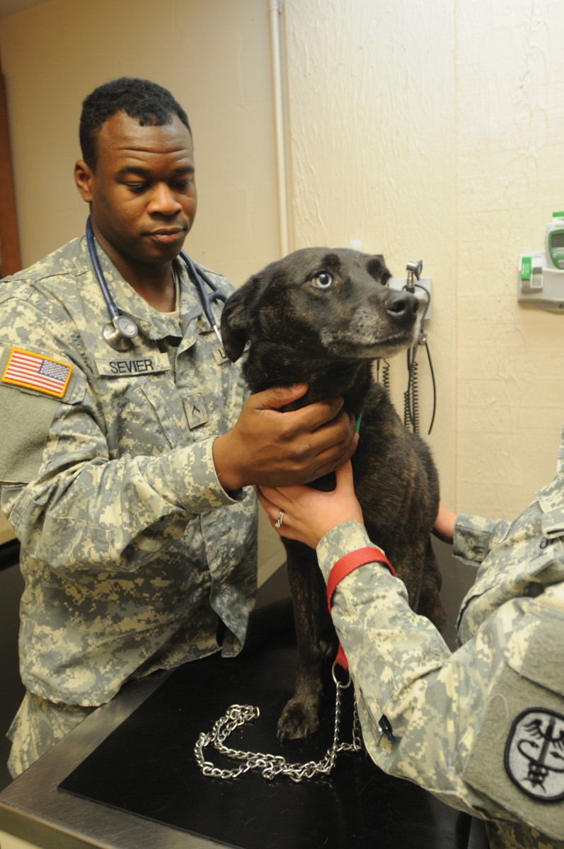 Vet Center offers services for pets | Article | The United States Army