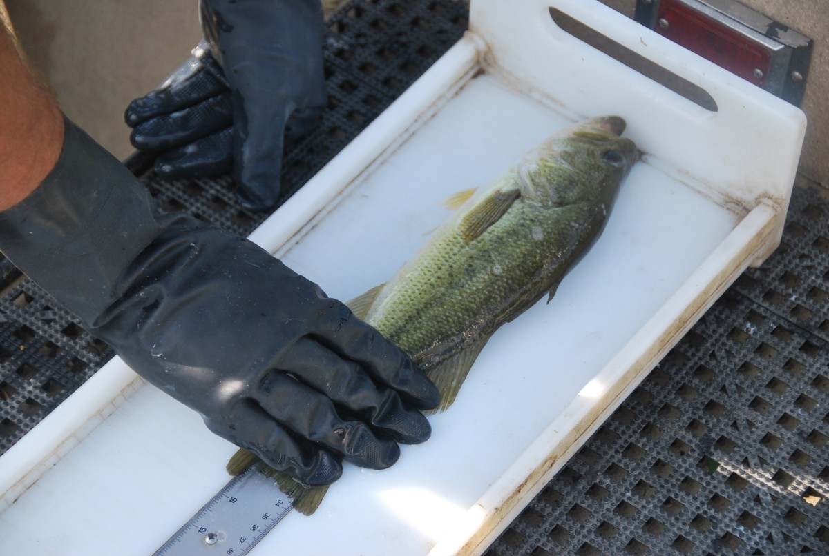 Staff of Fort Riley's Directorate of Public Works conduct annual fish ...