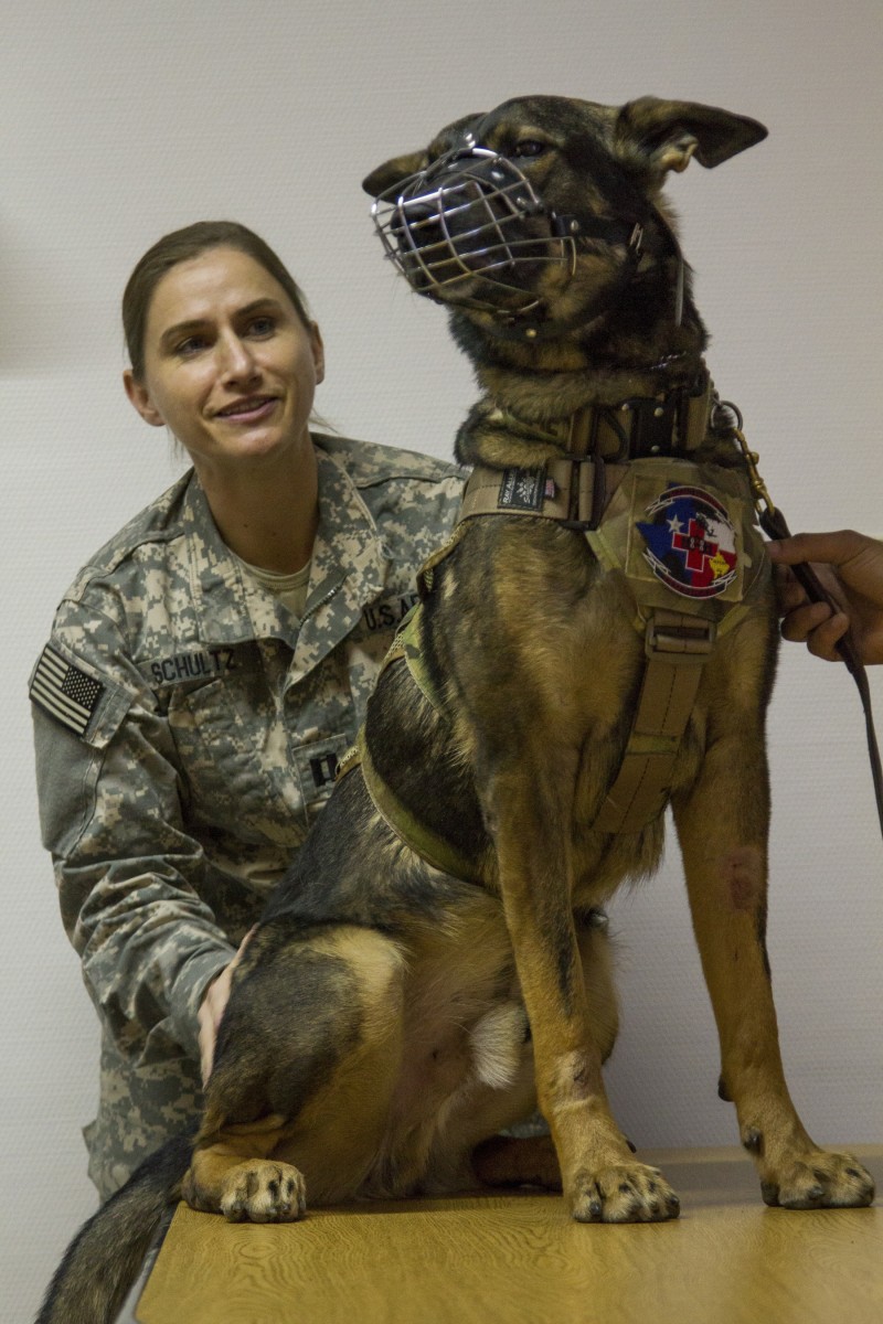 Canine First Aid | Article | The United States Army