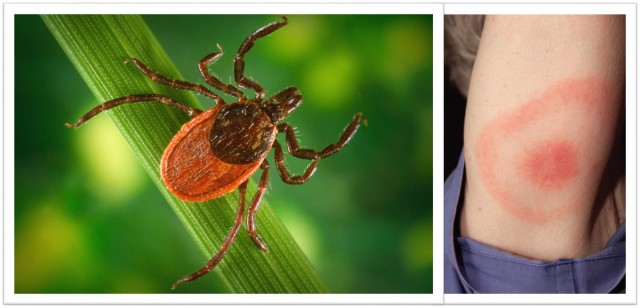 Tick Season: Keep Your Outdoors Family Safe | Article | The United ...