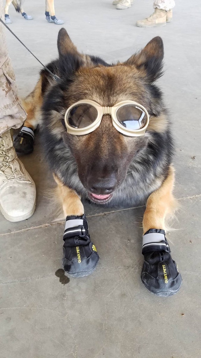Task Force Wraith Soldiers conduct joint training with four-legged ...