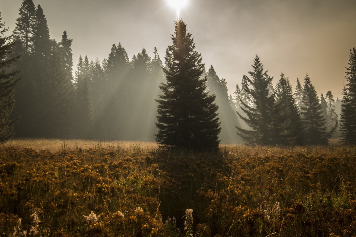 Ember and Ash | Article | The United States Army